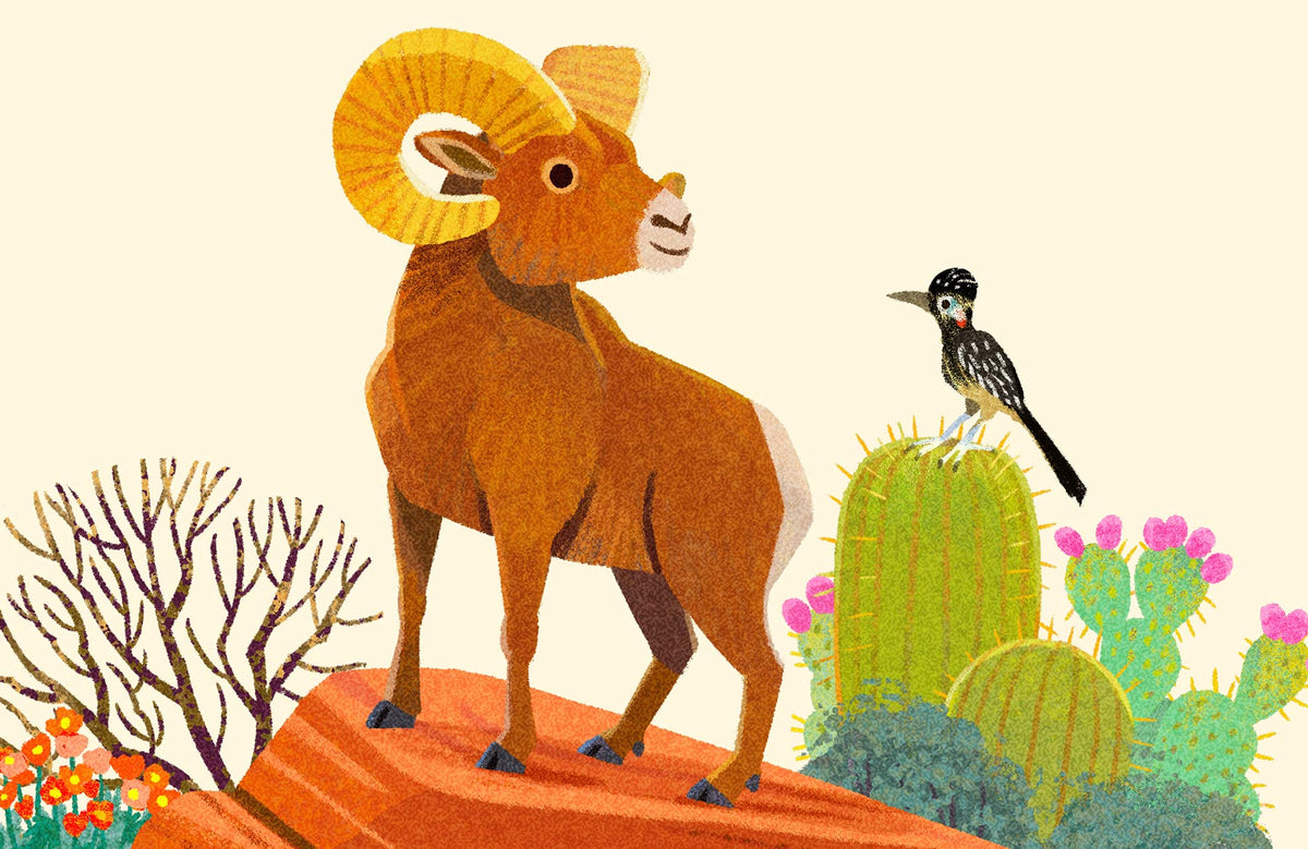 Desert Bighorn Sheep National Park Alphabet Print – Fifty-Nine Parks